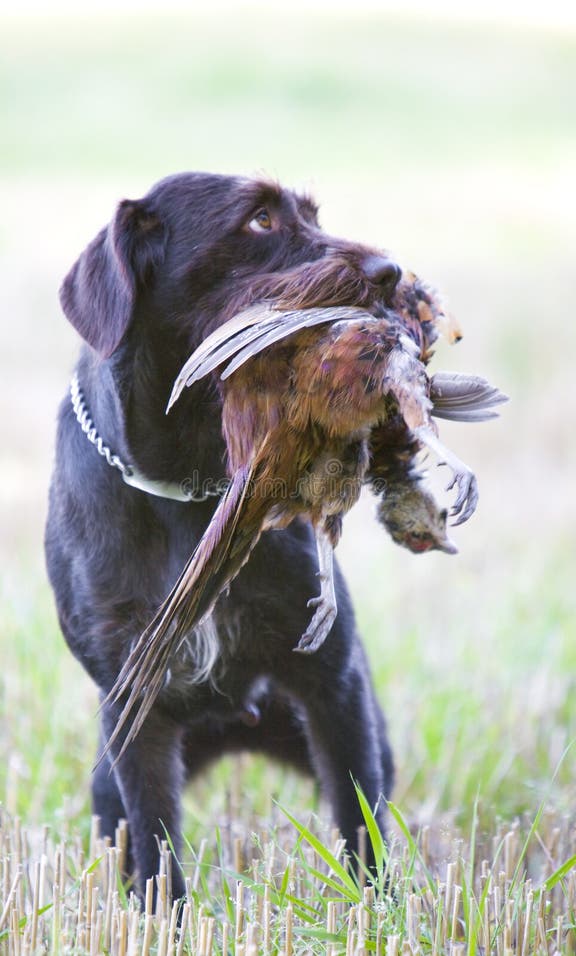 Hunting dog with a catch stock photo. Image of mammal - 170026930