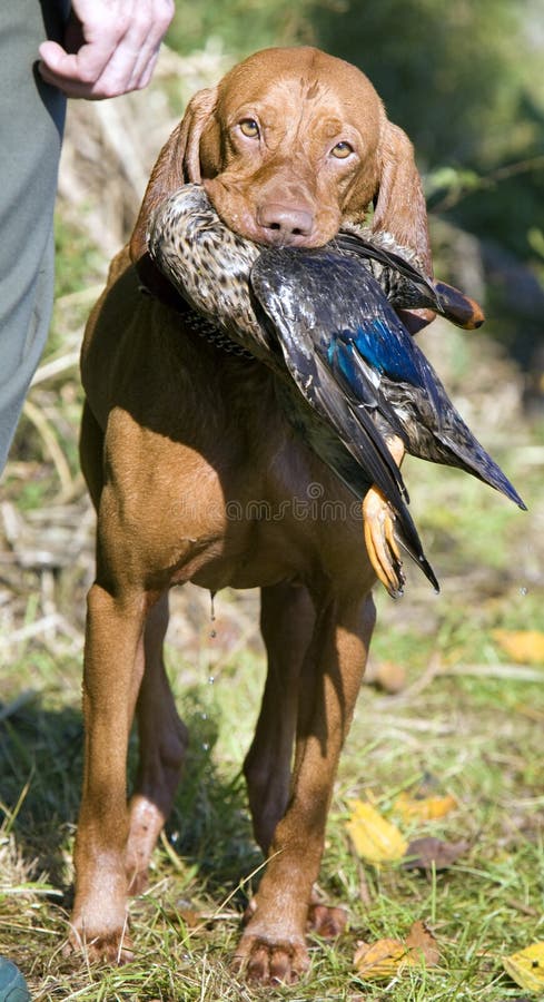 Hunting dog with a catch stock photo. Image of hungarian - 170026956