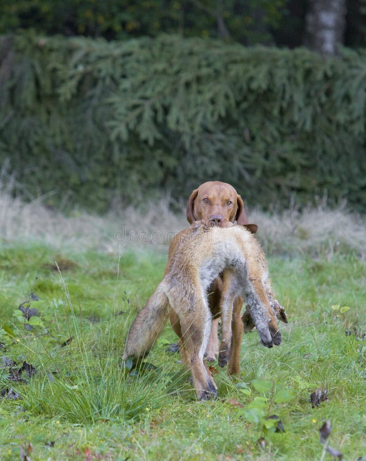 Hunting dog with a catch stock photo. Image of hunts - 170026972