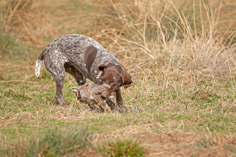 A Hunting Dog that Catches Its Prey Stock Photo - Image of partridge ...