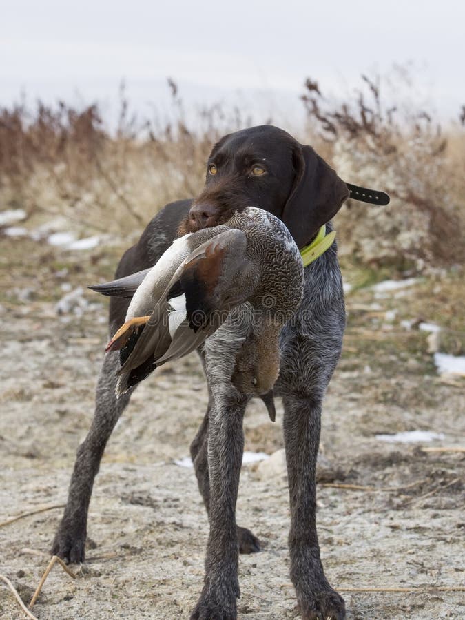 Hunting Dog with a Duck stock image. Image of pintail - 27646193