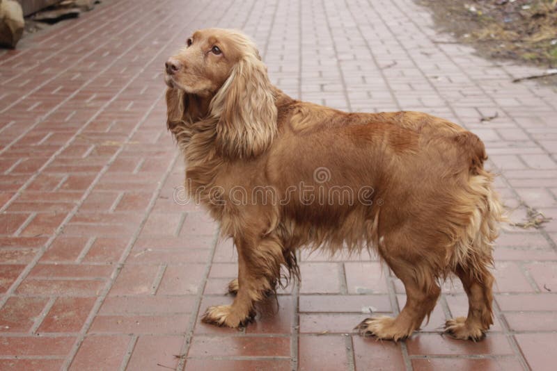 Hunting Dog English Pointer Portrait. Close Up Stock Image - Image of ...