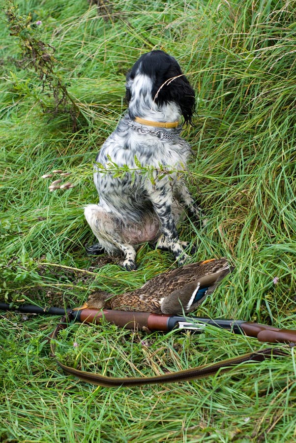 Hunting dog and game stock image. Image of weapon, feathery - 10936925