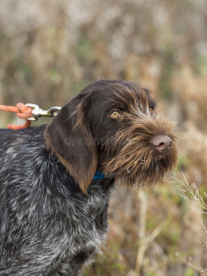 Hunting Dog stock image. Image of german, hair, bird - 91677975