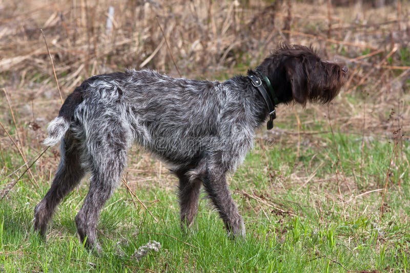 Hunting Dog German Wirehaired Pointer on the Field Stock Photo - Image ...