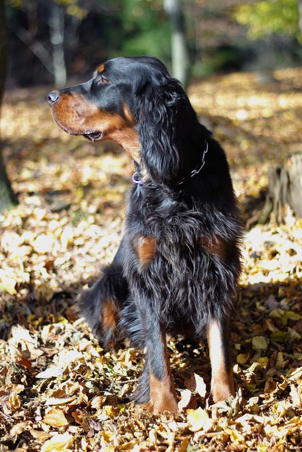 Gordon Terrier Stock Photos - Free & Royalty-Free Stock Photos from ...