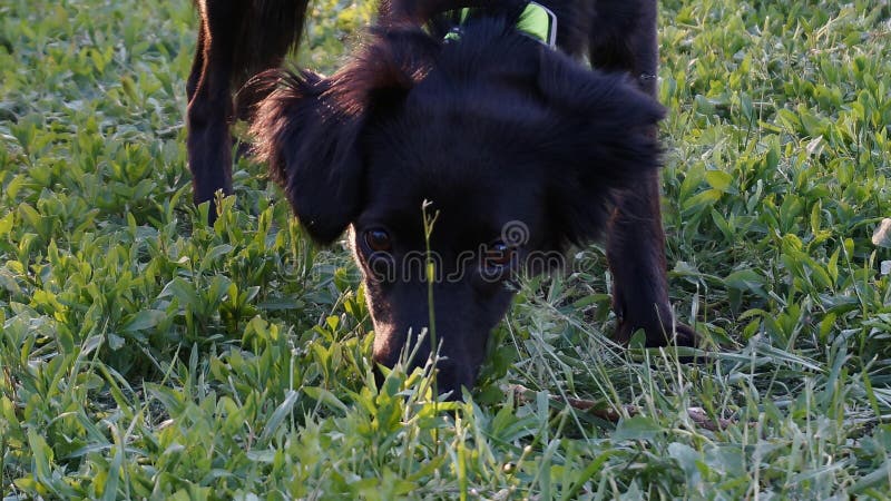 Hunting Dog in the Grass at Sunset on a Spring Evening Stock Image ...