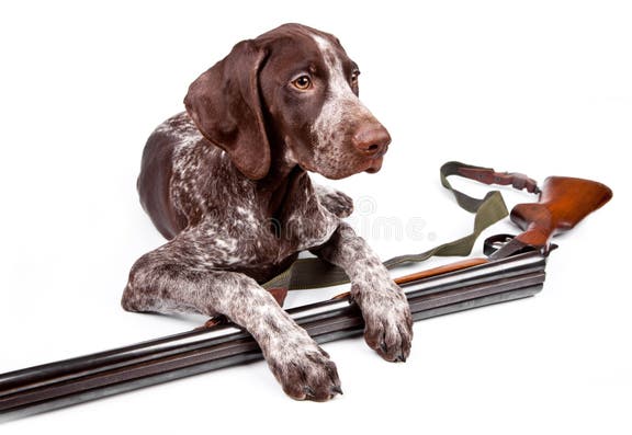 Hunting dog with a gun stock image. Image of young, lying - 13008653