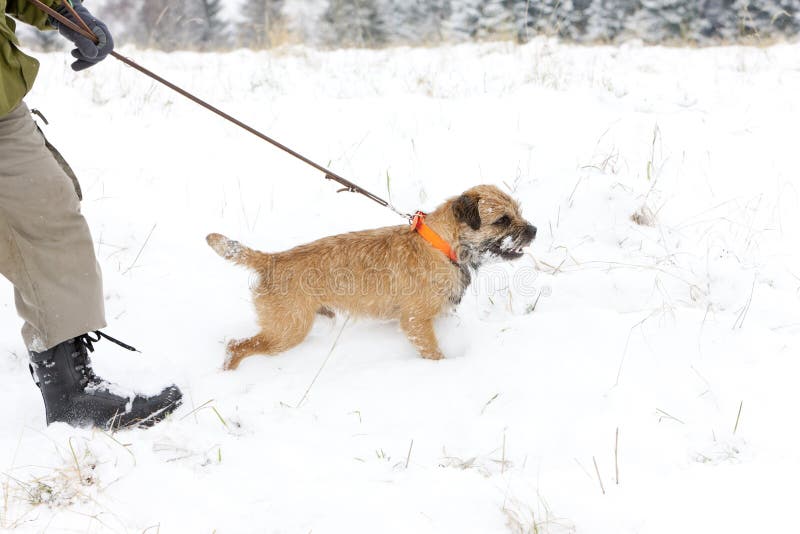 Hunting dog with hunter stock image. Image of winter - 166968847