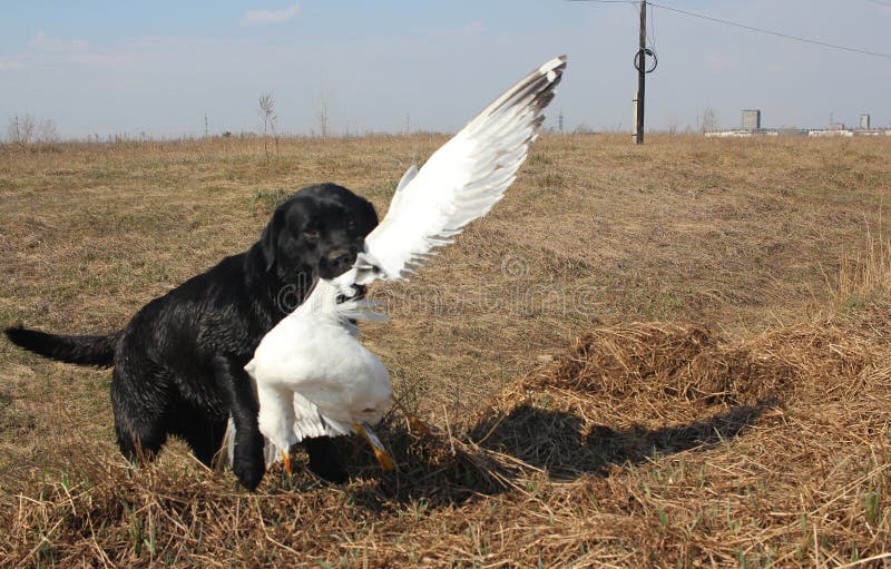 Hunting Dog Labrador Caught a Bird Game in the Field Stock Image ...