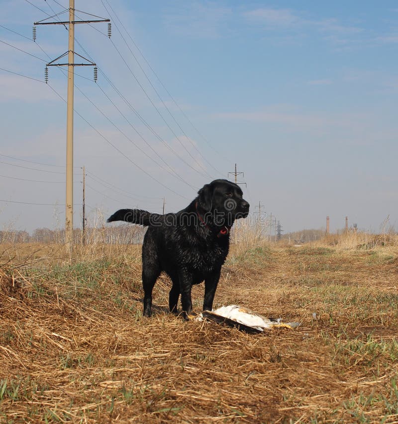 Hunting Dog Labrador Caught a Bird Game in the Field Stock Photo ...