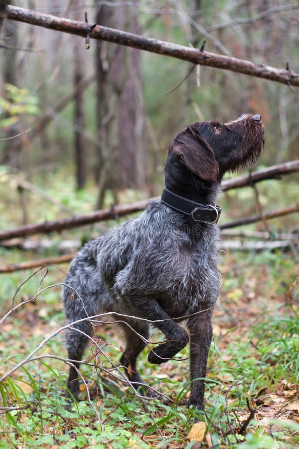 Hunting in forest stock photo. Image of plant, forest - 9905000