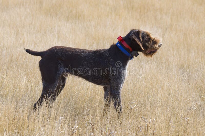 Hunting Dog on Point stock photo. Image of pointer, pheasant - 26710486