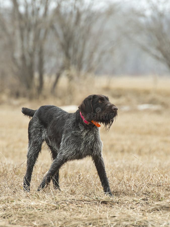 Hunting Dog on Point stock image. Image of hunting, wirehair - 31120269