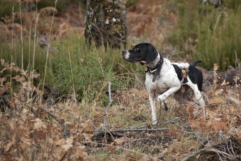 Hunting Dog, Pointer Breed, Pointing Stock Photo - Image of field ...
