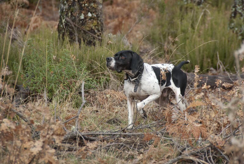 Hunting Dog, Pointer Breed, Pointing Stock Photo - Image of canine ...