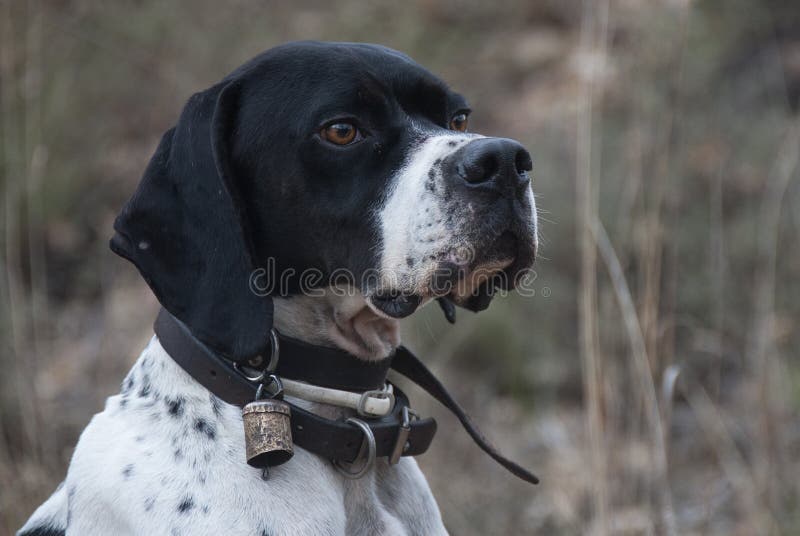 Hunting Dog, Pointer Breed, Pointing Stock Photo - Image of pheasant ...