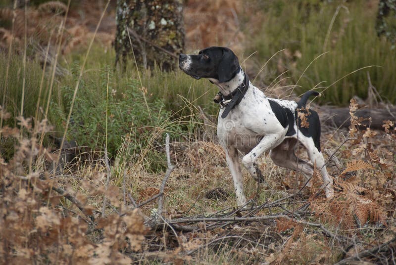 Hunting Dog, Pointer Breed, Pointing Stock Photo - Image of pheasant ...