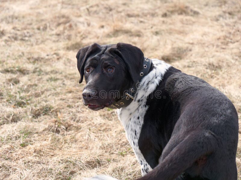 Hunting Dog. Pointer Exterior Stand in Nature Stock Image - Image of ...