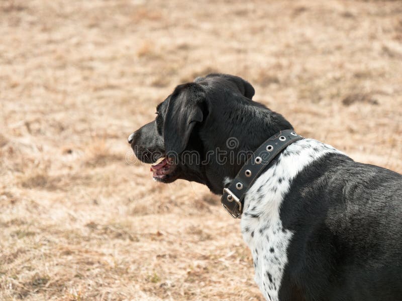Hunting Dog. Pointer Exterior Stand in Nature Stock Photo - Image of ...