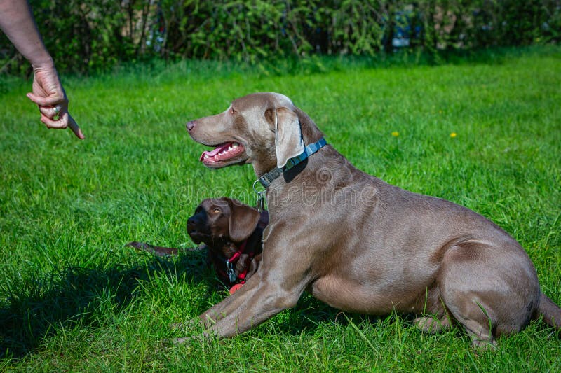 Hunting Dog with Puppy Following Command Stock Photo - Image of brown ...