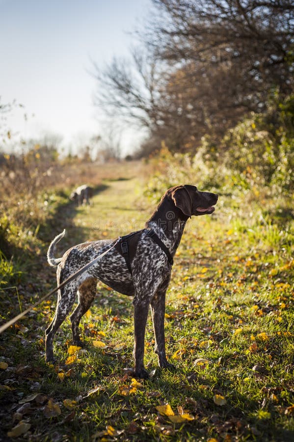 Hunting dog stock image. Image of purebred, working, short - 51791211