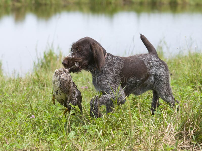 Hunting Dog Retrieving a Duck Stock Image - Image of duck, wirehaired ...