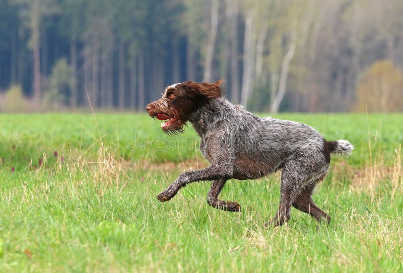 Hunting dog running stock image. Image of pointer, hunting - 91181033
