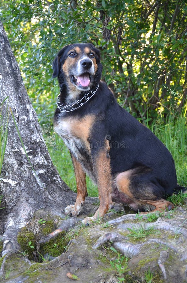 Hunting Dog Sitting and Resting Near the Tree. Stock Image - Image of ...