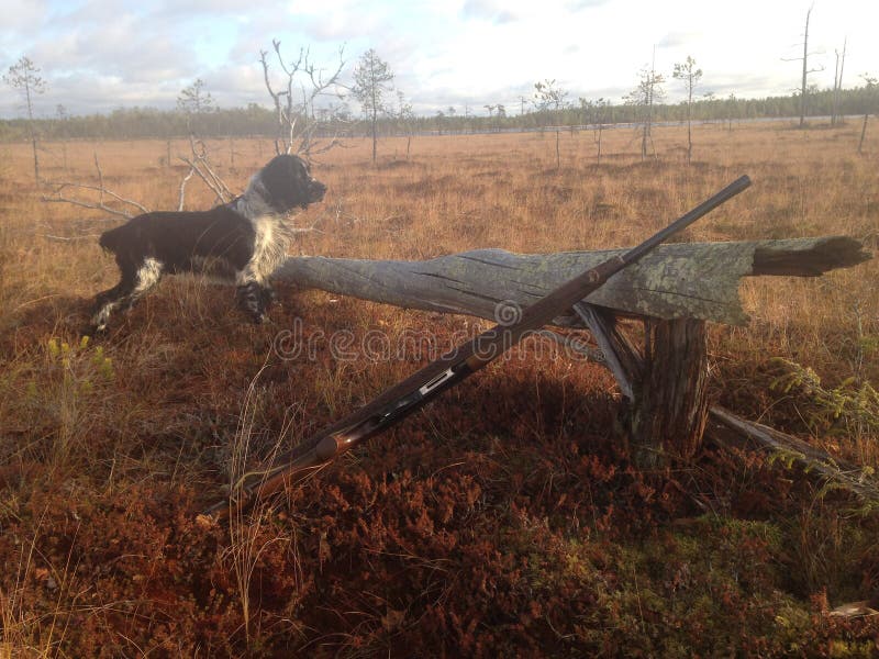 Hunting dog stock image. Image of springerspaniel, hunting - 82835337