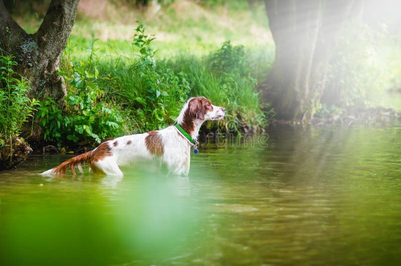 The Hunting Dog Standing in the Water, Swim, Splash, Play Stock Photo ...