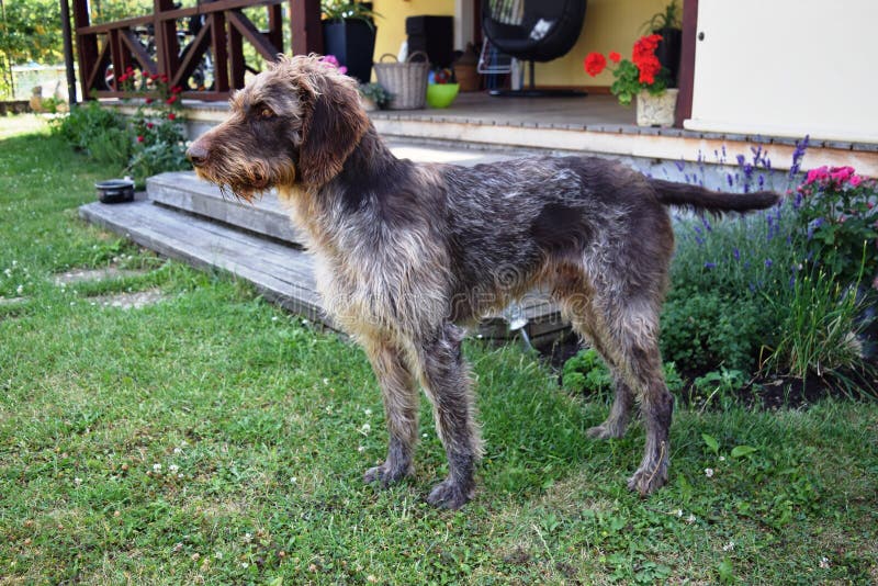 Hunting Dog on Sunny Day, German Wirehaired Pointer . Stock Image ...