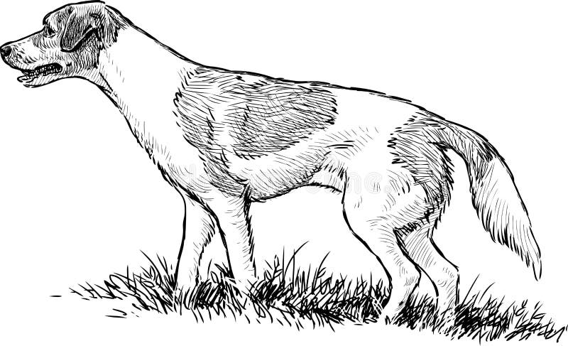 Hunting dog stock vector. Illustration of sketch, outdoor - 44978461