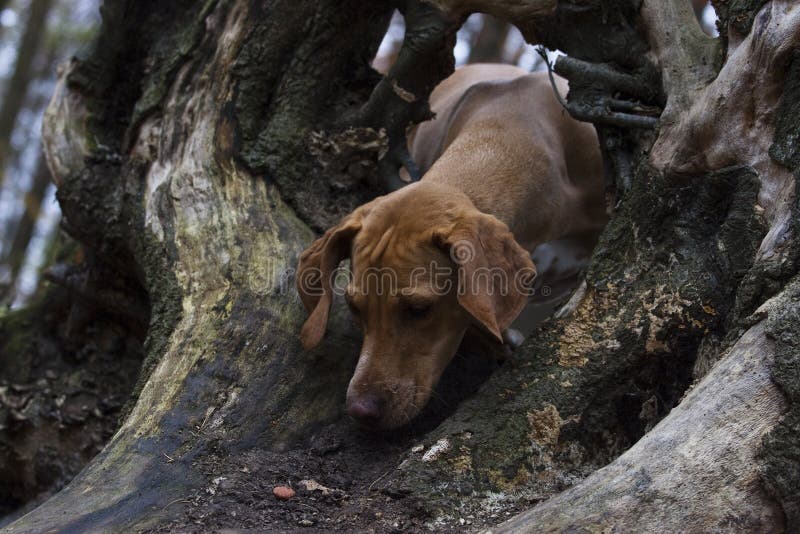 Hunting dog stock image. Image of brown, hunting, forest - 35628813