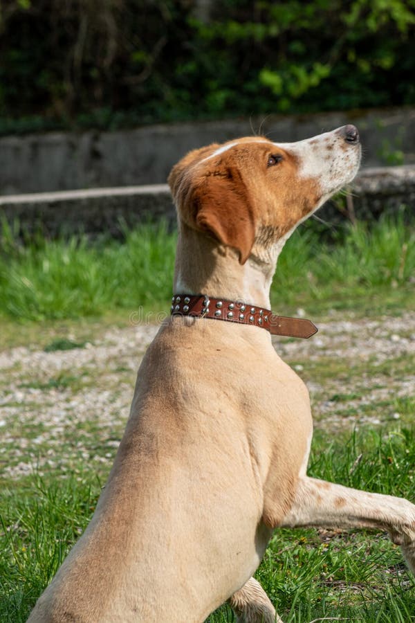 Hunting Dog Waiting for Owner Stock Image - Image of nature, river ...