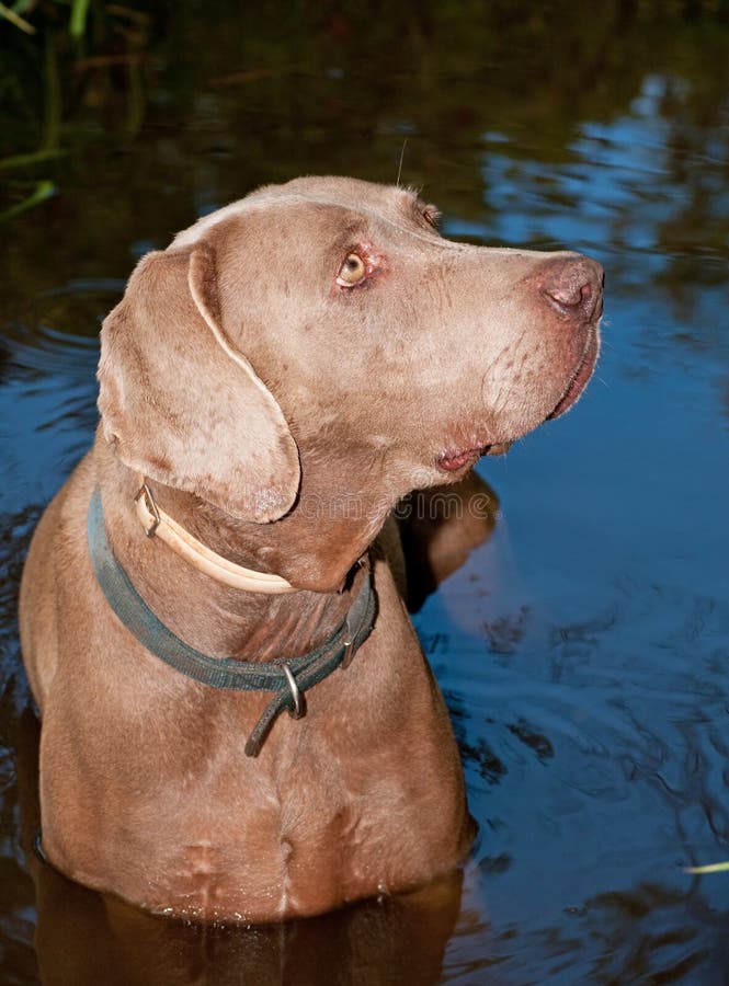Hunting dog in water stock photo. Image of attentive - 26995438