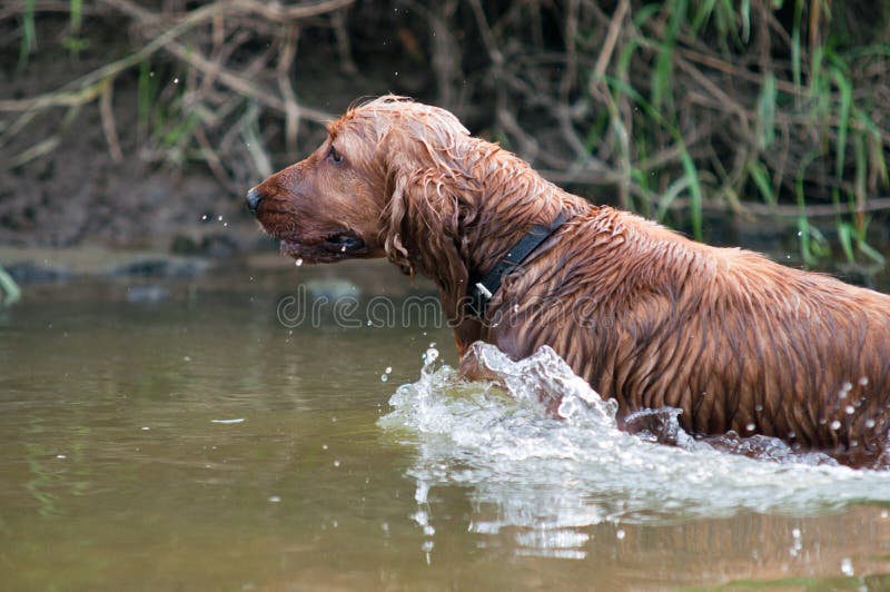 Hunting dog on the water stock photo. Image of spaniel - 33314840