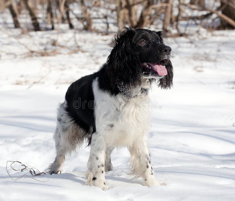 Hunting dog on a winter stock photo. Image of breed, animal - 29570900
