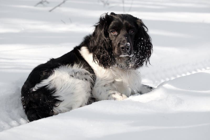 Hunting dog on a winter stock image. Image of hunting - 29570903
