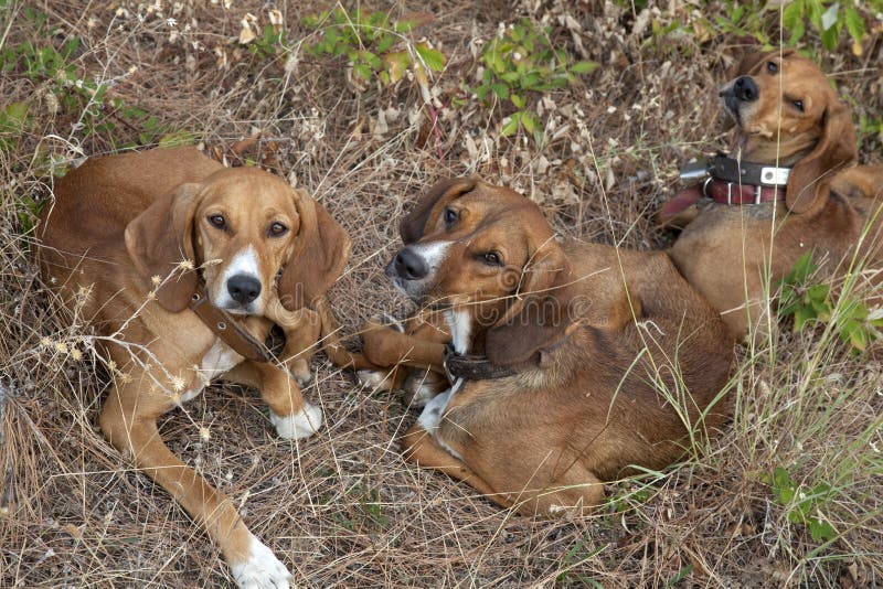 Hunting dogs stock image. Image of headshot, sunlit, horizontal - 17123083
