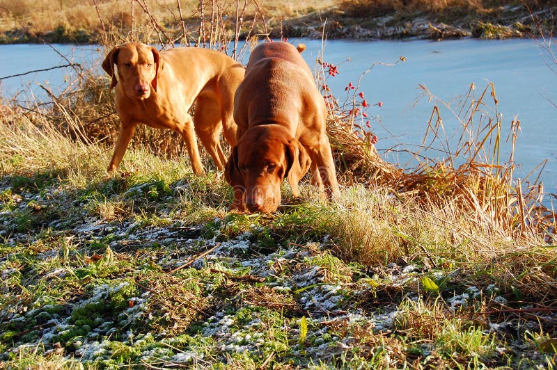 Two hunting dogs stock photo. Image of pointer, duck, tired - 2041694