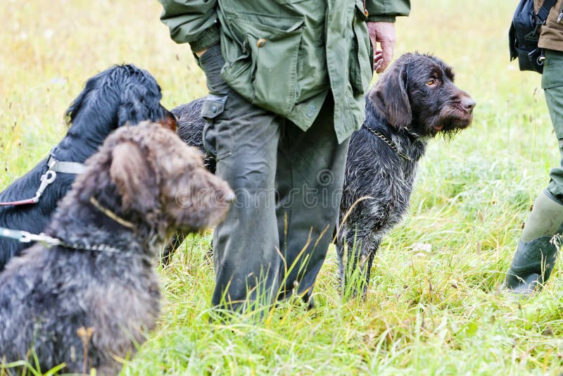 Hunting dogs stock photo. Image of domestic, management - 20933594
