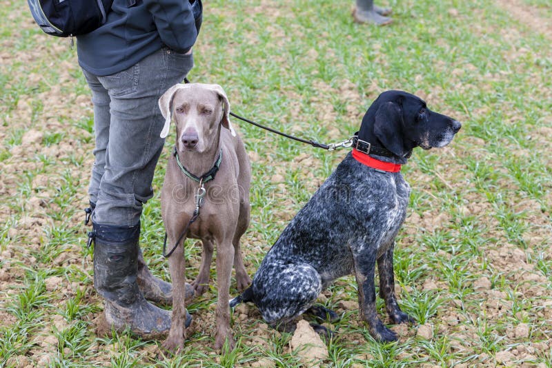 Hunting dogs stock photo. Image of breed, leisure, keeping - 54344596