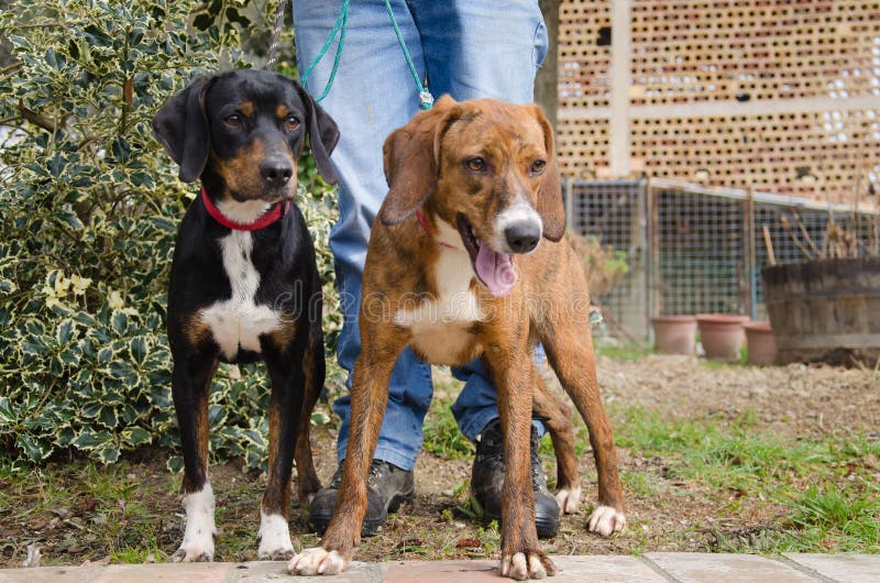 Hunting dogs stock photo. Image of friends, buddy, furry - 50550384