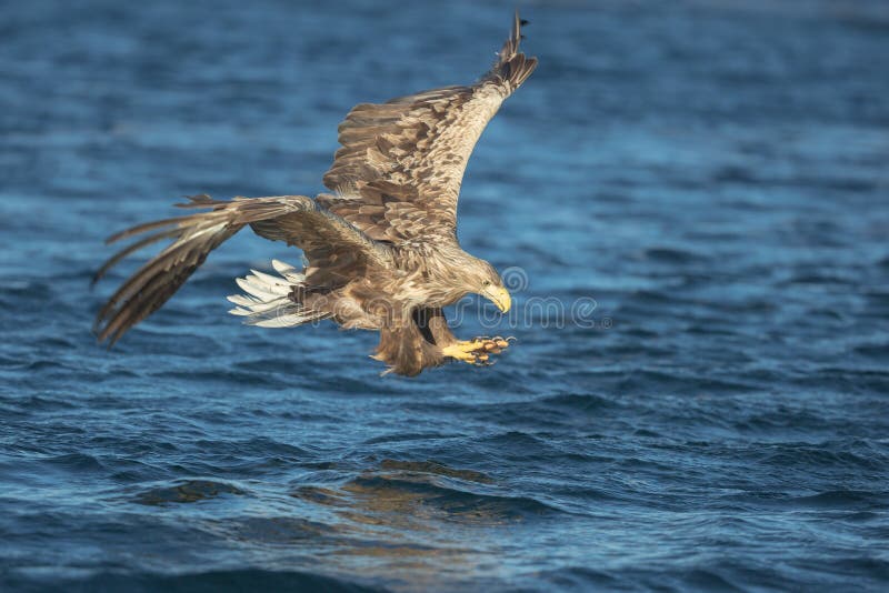 Eagle with Prey. stock photo. Image of scandinavia, food - 42821498