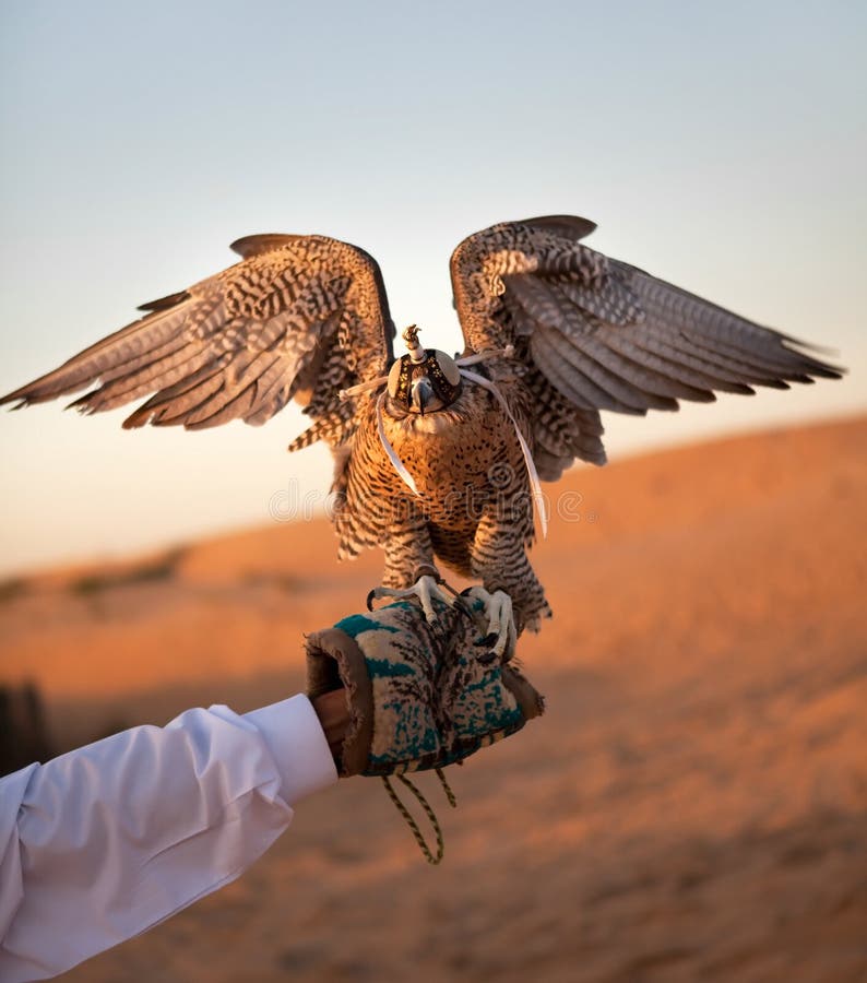 Falcon Hunting