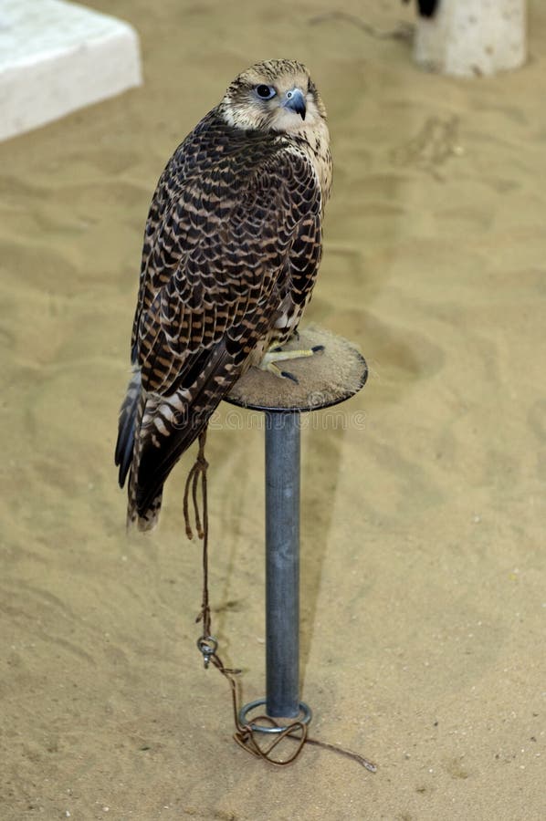 Hunting falcon stock photo. Image of birds, shops, animal - 25772478
