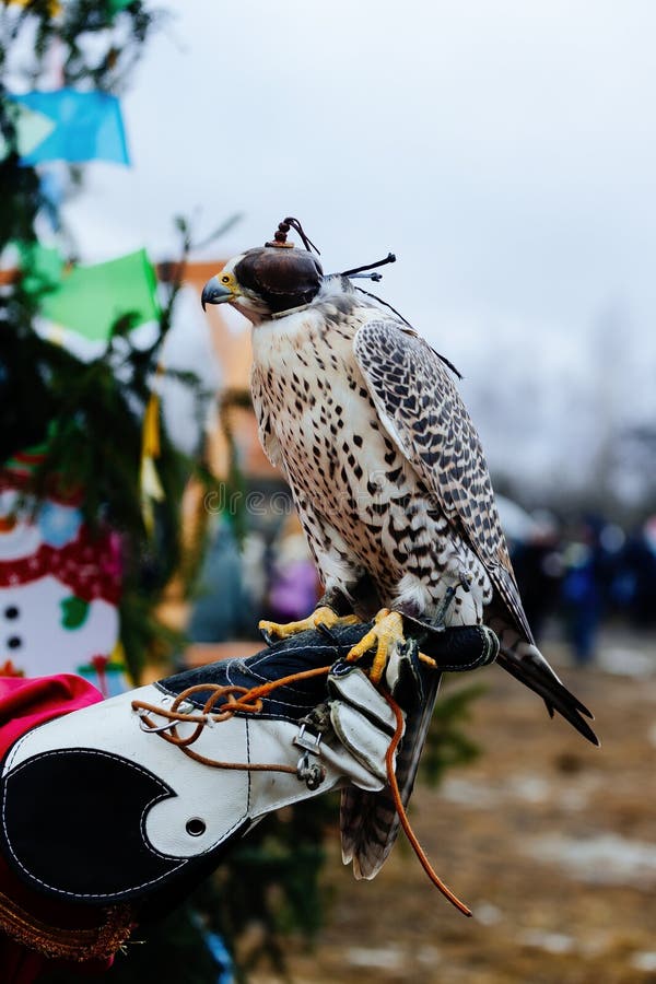 Hunting Falcon on Hand with Protective Glove Stock Image - Image of ...