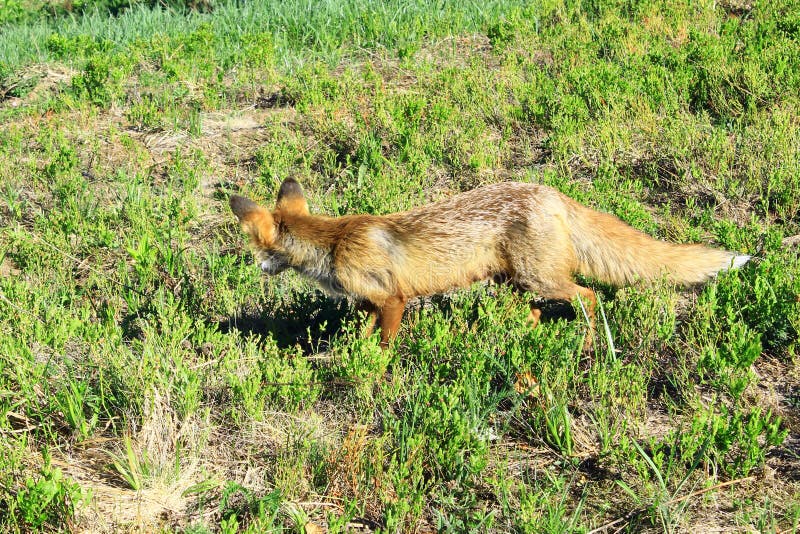 Hunting fox stock photo. Image of green, vertebrate, skinny - 31145554