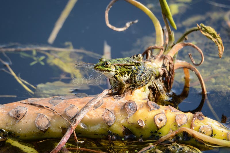 Frog Eats a Worm. Subject of the Wild Nature. in the Swamp on a Leaf of ...
